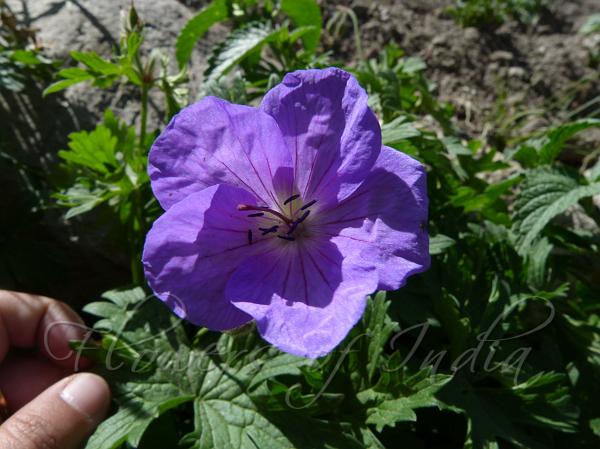 Geranium himalayense - Himalayan Geranium