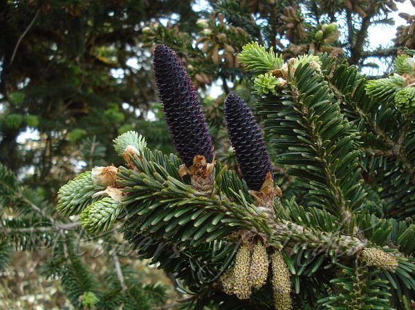 Abies spectabilis - Himalayan Silver Fir