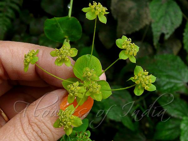 Bupleurum candollei - Himalayan Thorowax