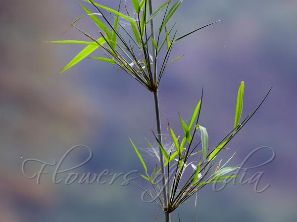 Drepanostachyum falcatum - Himalayan Weeping Bamboo