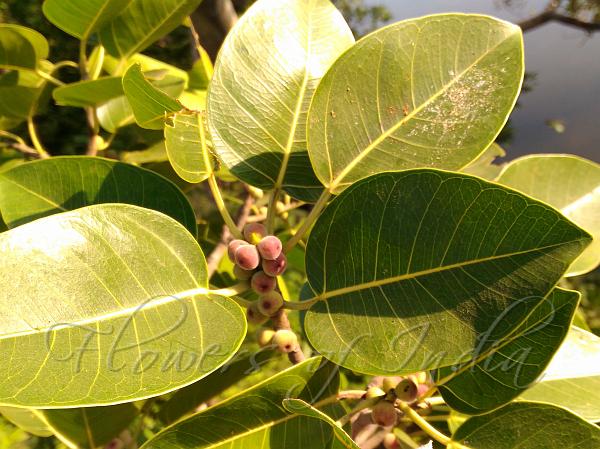 Ficus amplissima - Indian Bat Tree