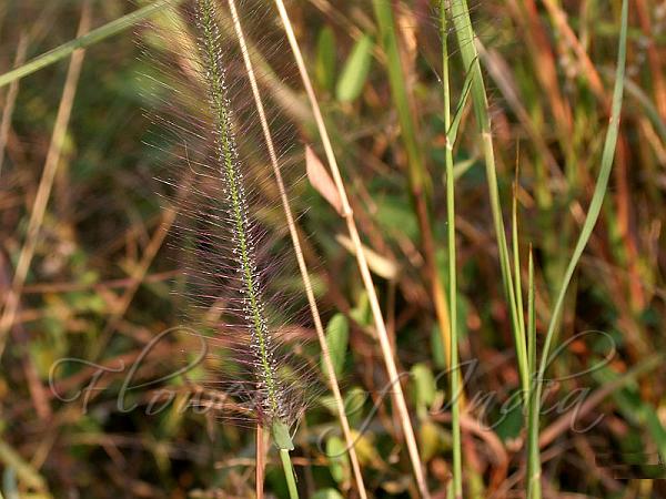 Perotis indica - Indian Comet Grass