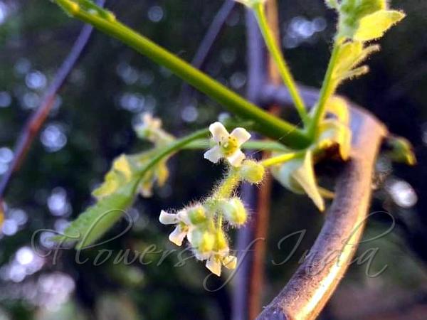 Bursera linanoe - Indian Lavender