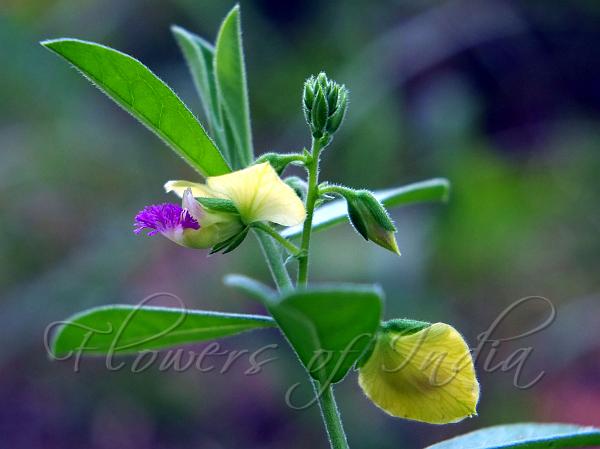 Polygala javana - Java Milkwort