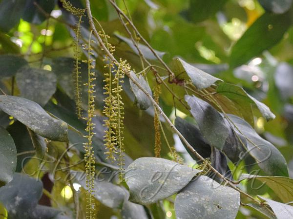 Ryparosa javanica - Java Ryparosa Tree