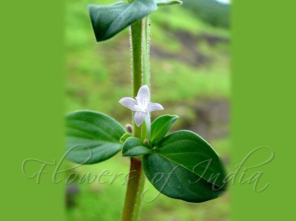 Spermacoce articularis - Jointed Buttonweed