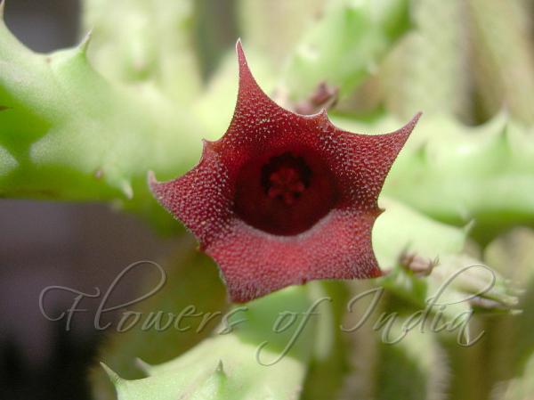 Huernia lenewtonii - Kenyan Dragon Flower