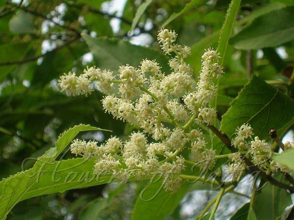 Ehretia acuminata - Koda Tree