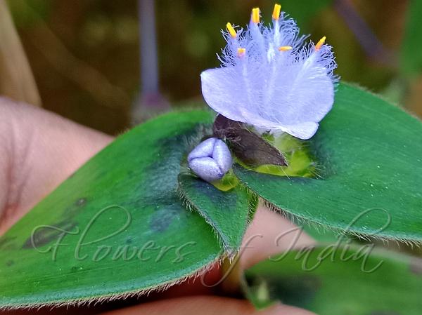 Cyanotis lanceolata - Lanceleaf Dew-Grass