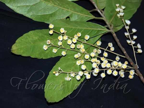 Elaeocarpus lanceifolius - Lanceleaf Marble Tree