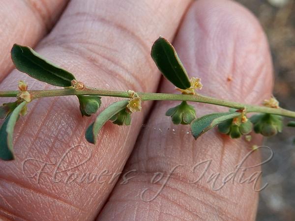 Phyllanthus maderaspatensis - Madras Leaf-Flower