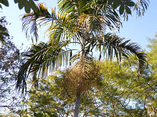 Adonidia merrillii - Manila Palm