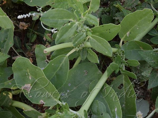 Zaleya decandra - Many Stamen Horse Purslane