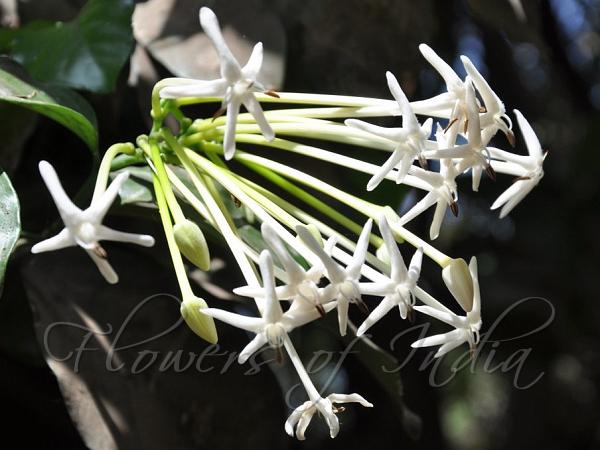 Posoqueria longiflora - Needle Flower Tree