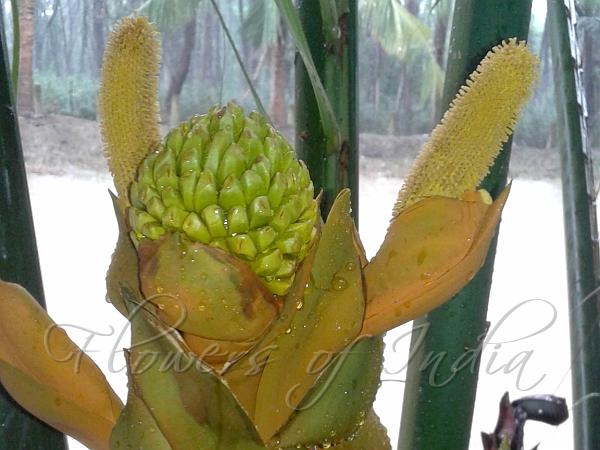 Nypa fruticans - Nipa Palm