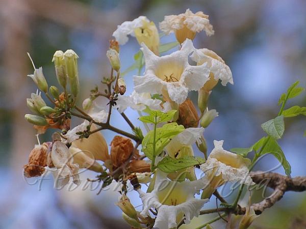 Radermachera xylocarpa - Padri Tree