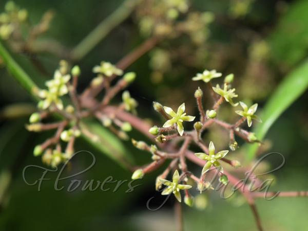 Sabia paniculata - Panicled Sabia