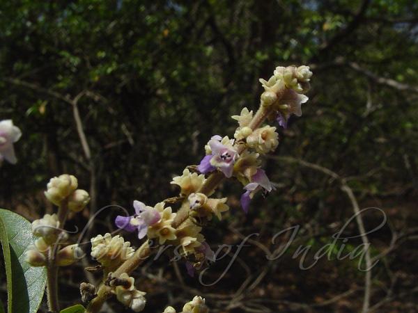 Vitex altissima - Peacock Chaste Tree