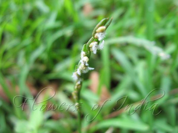 Stenotaphrum dimidiatum - Pemba Grass