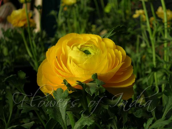 Ranunculus asiaticus - Persian Buttercup