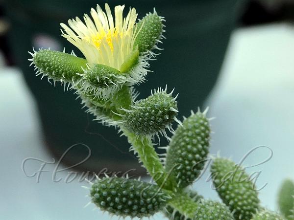 Delosperma echinatum - Pickle Cactus