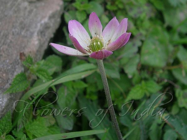 Anemone griffithii - Pink Himalayan Anemone