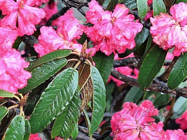 Rhododendron arboreum subsp. cinnamomeum - Pink Tree Rhododendron