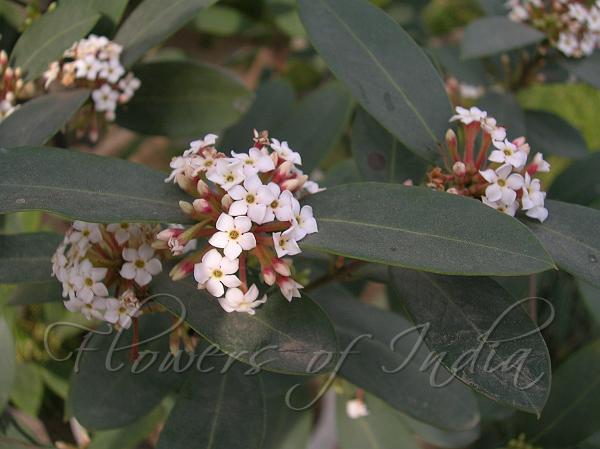 Acokanthera oppositifolia - Poison Bush