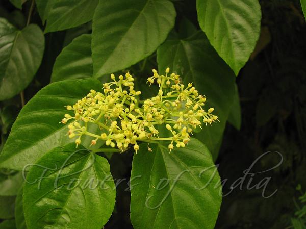 Cissus verticillata - Princess Vine