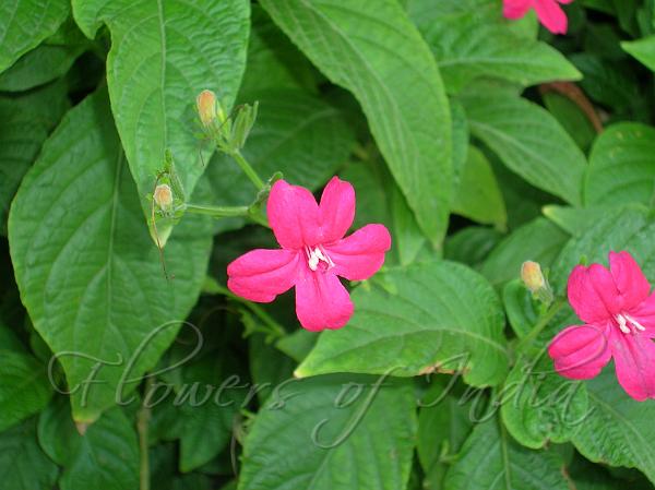 Ruellia elegans - Red Ruellia