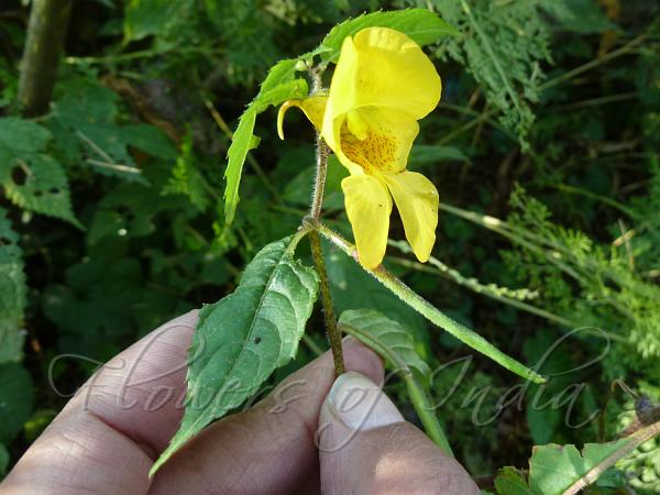 Impatiens scabrida - Rough Yellow Balsam