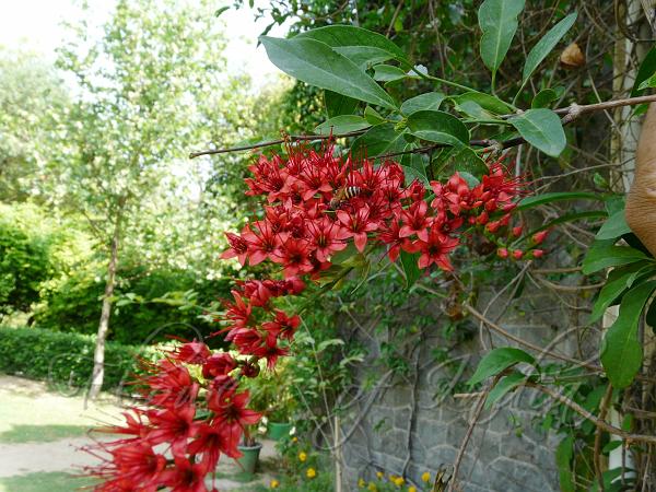 Combretum coccineum - Scarlet Comb