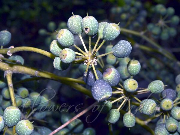 Brassaiopsis hainla - Seto Chuletro Tree