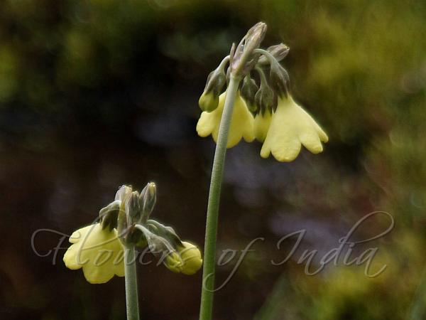 Primula sikkimensis - Sikkim Primrose