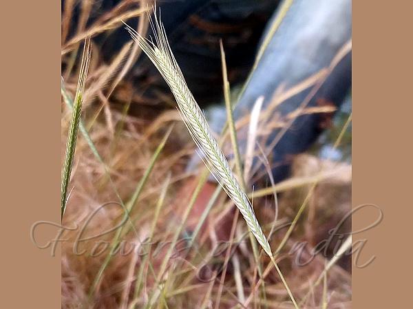 Schoenefeldia gracilis - Slender Braid Grass