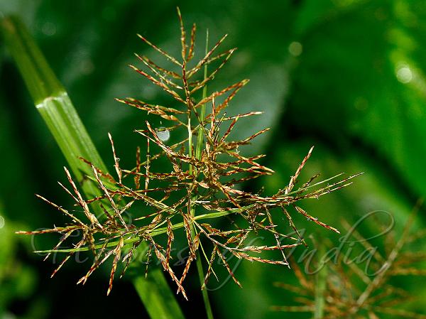 Cyperus distans - Slender Sedge