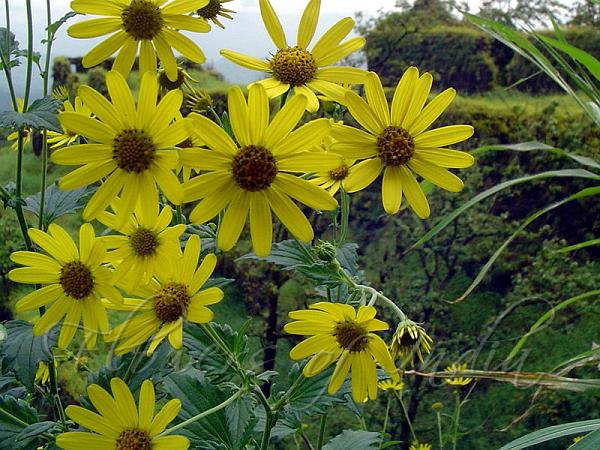 Senecio bombayensis - Sonki
