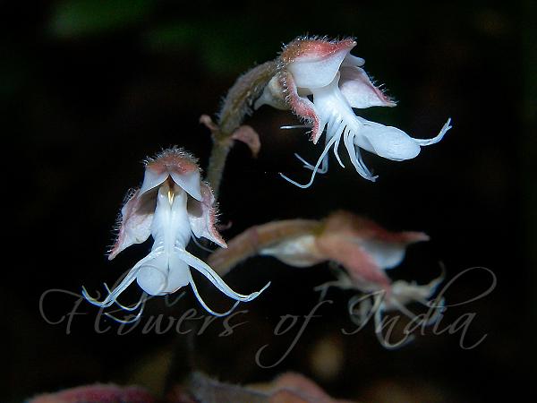 Anoectochilus elatus - South Indian Jewel Orchid
