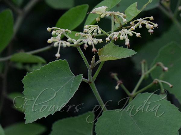 Cissus vitiginea - South Indian Treebine