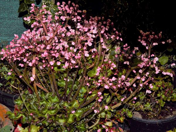 Begonia 'Cathedral' - Stained Glass Begonia