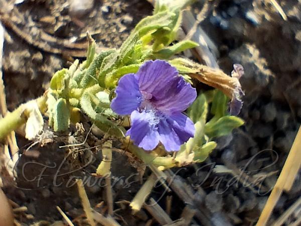 Stemodia viscosa - Sticky Blue Rod