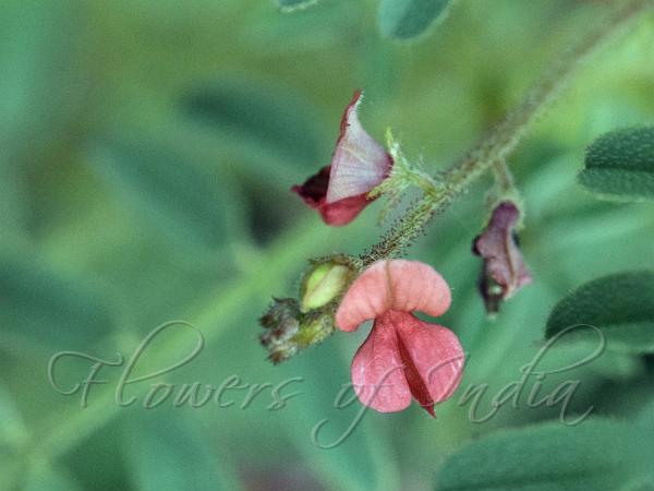 Indigofera colutea - Sticky Indigo