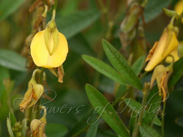 Crotalaria juncea - Sunn Hemp