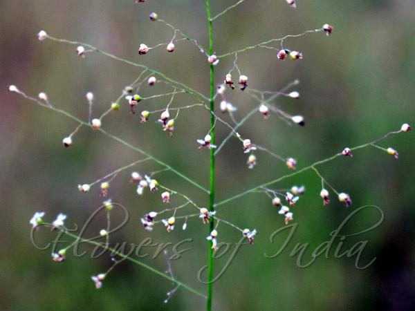 Isachne globosa - Swamp Millet