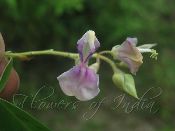 Codariocalyx motorius - Telegraph Plant