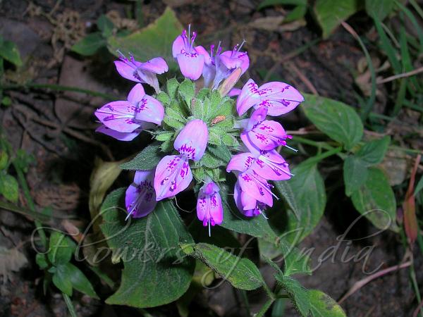 Dicliptera bupleuroides - Thorowax Foldwing