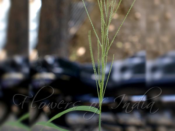 Leptochloa panicea - Thread Sprangletop