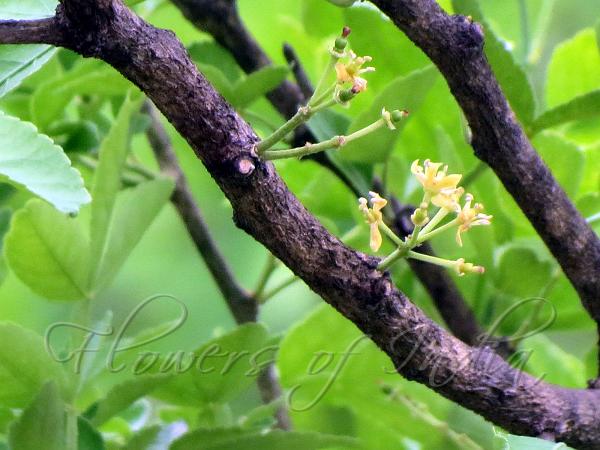Naringi crenulata - Toothed-Leaf Limonia