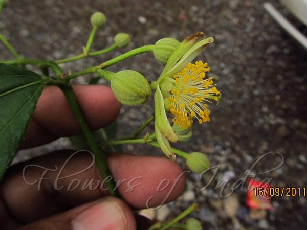Grewia multiflora - Two-Lobed Crossberry
