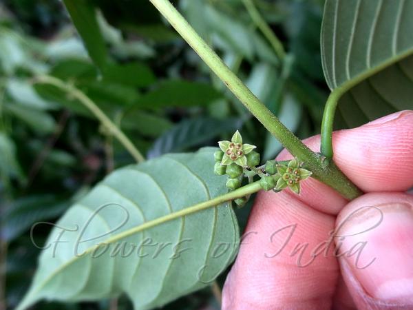 Maesopsis eminii - Umbrella Tree